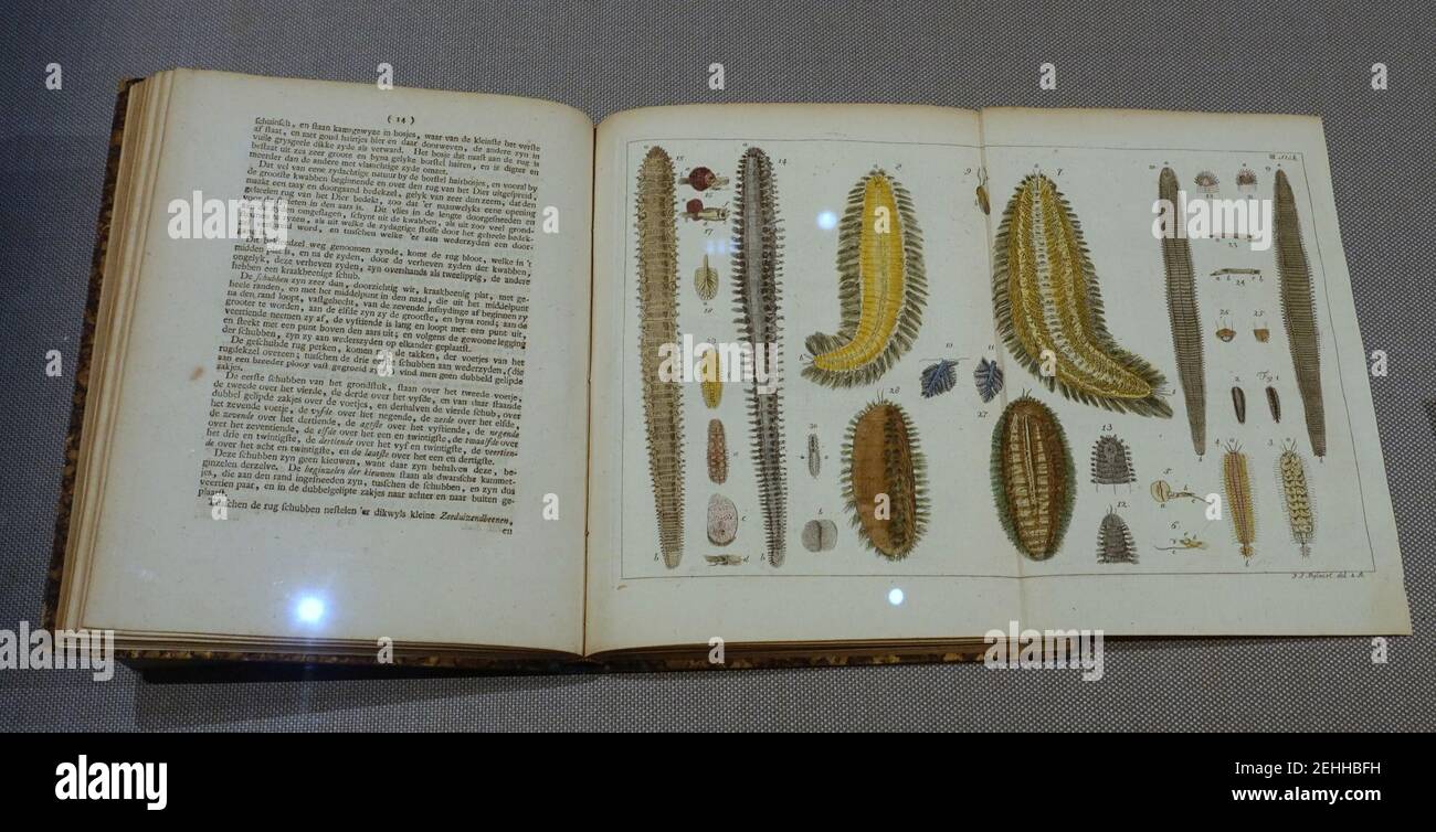 Peter simon pallas hi-res stock photography and images - Alamy