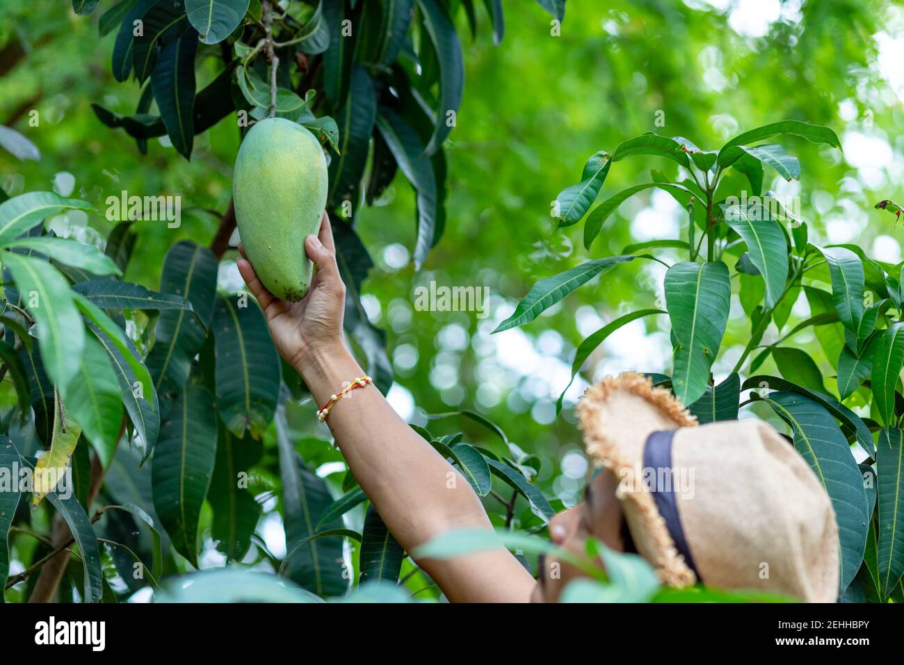 farmer hand picking mango from mango tree Stock Photo - Alamy