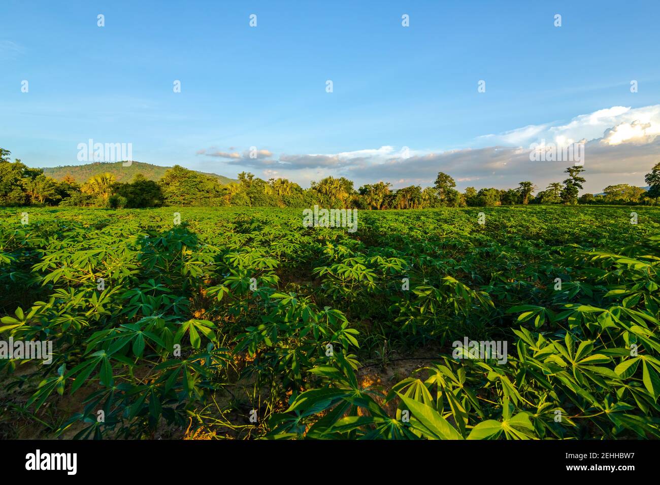 Tapioca farm, potato farm, tapioca plantation growth and mountain ...