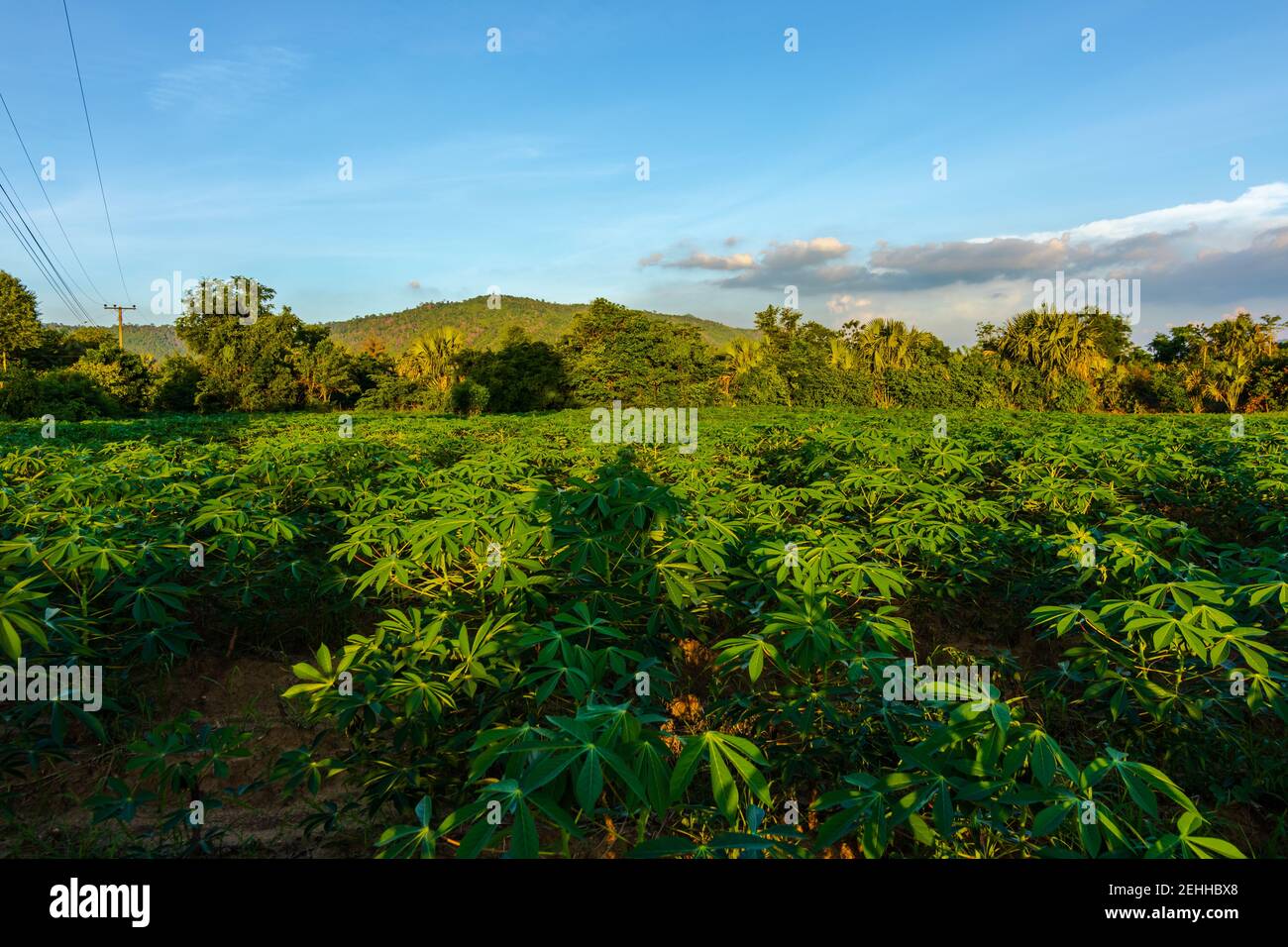 Tapioca farm, potato farm, tapioca plantation growth and mountain ...