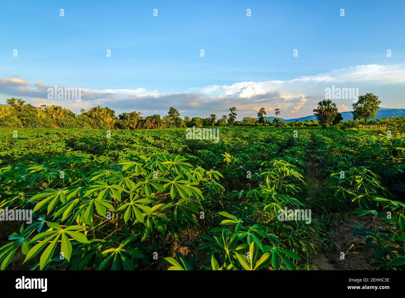 Tapioca farm, potato farm, tapioca plantation growth and mountain ...