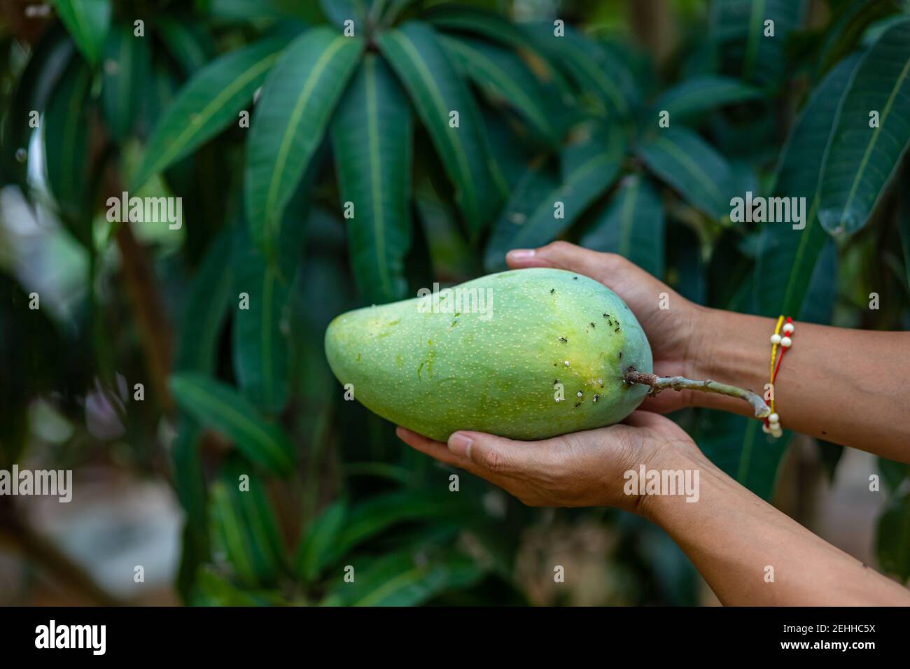 Hands holding mangoes hi-res stock photography and images - Alamy