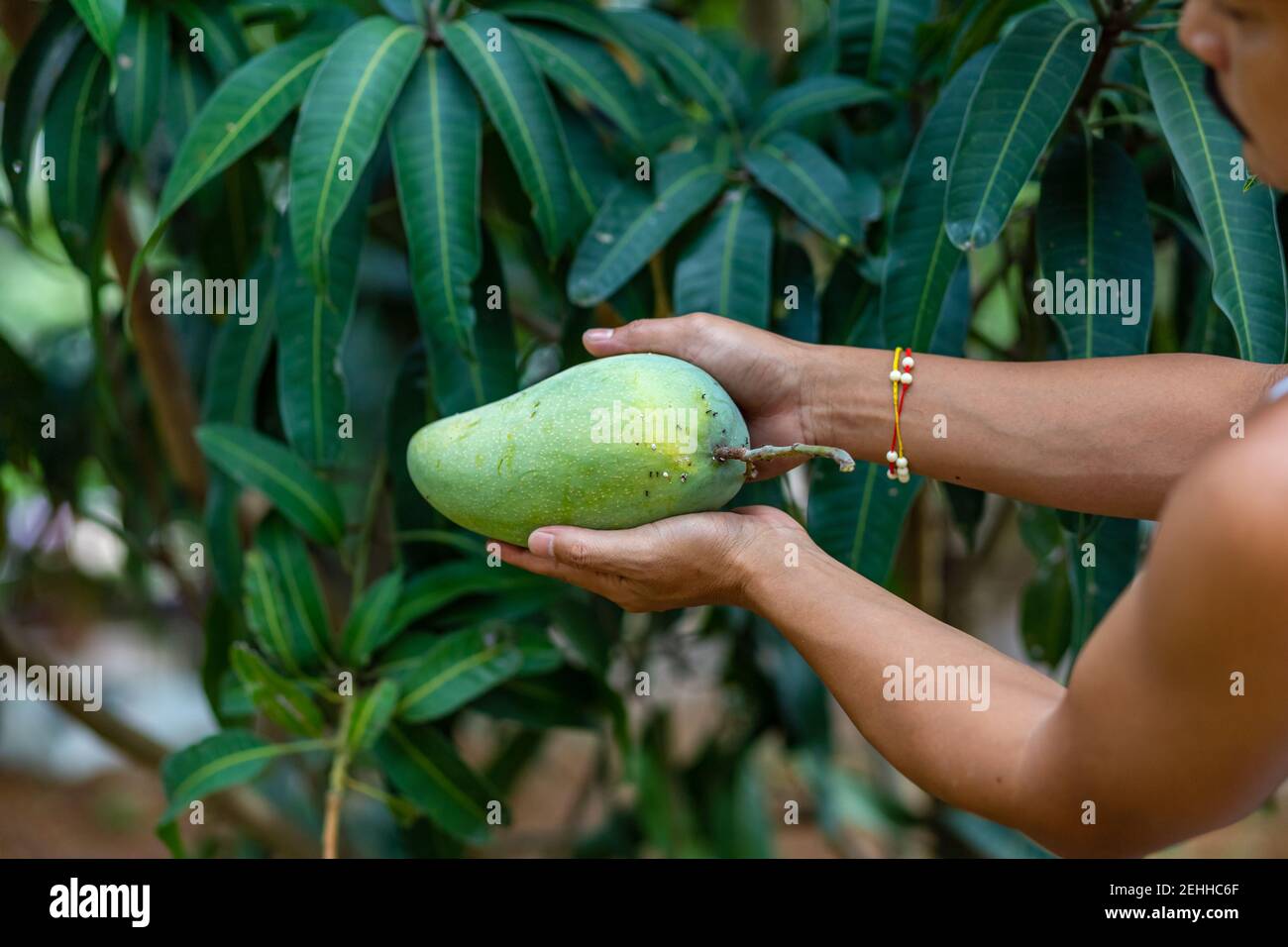 Hands holding mangoes hi-res stock photography and images - Alamy