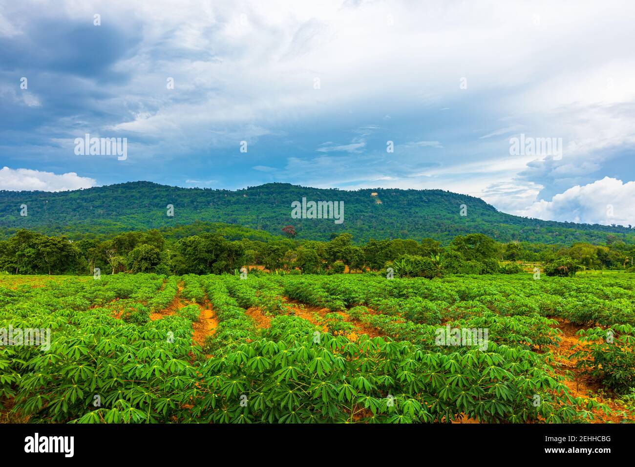 Tapioca farm, potato farm, tapioca plantation growth and mountain ...