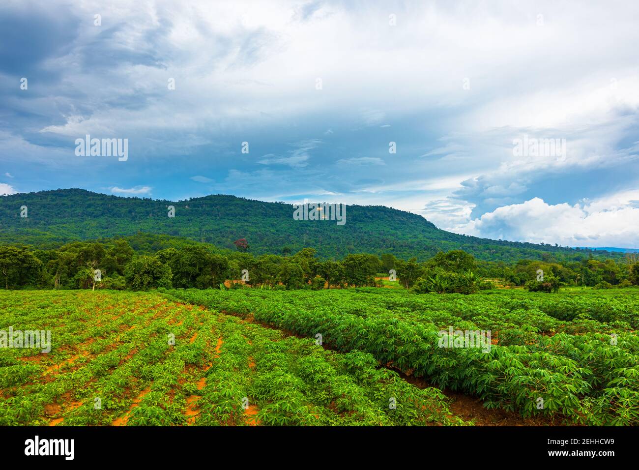 Tapioca farm, potato farm, tapioca plantation growth and mountain ...