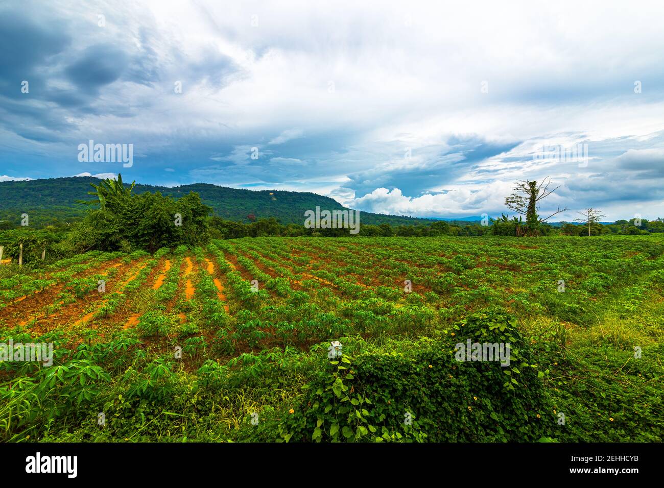 Tapioca farm, potato farm, tapioca plantation growth and mountain ...