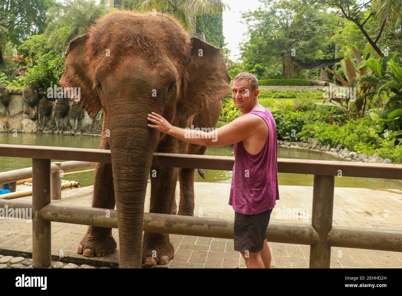 Bali, Indonesia - 15 December 2020. Domesticated elephant at ZOO. A ...