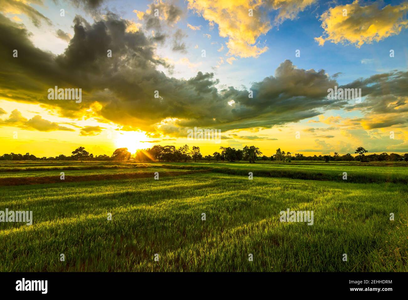 Green field and sunset with beautiful sky sunset. Landscape rice farm ...