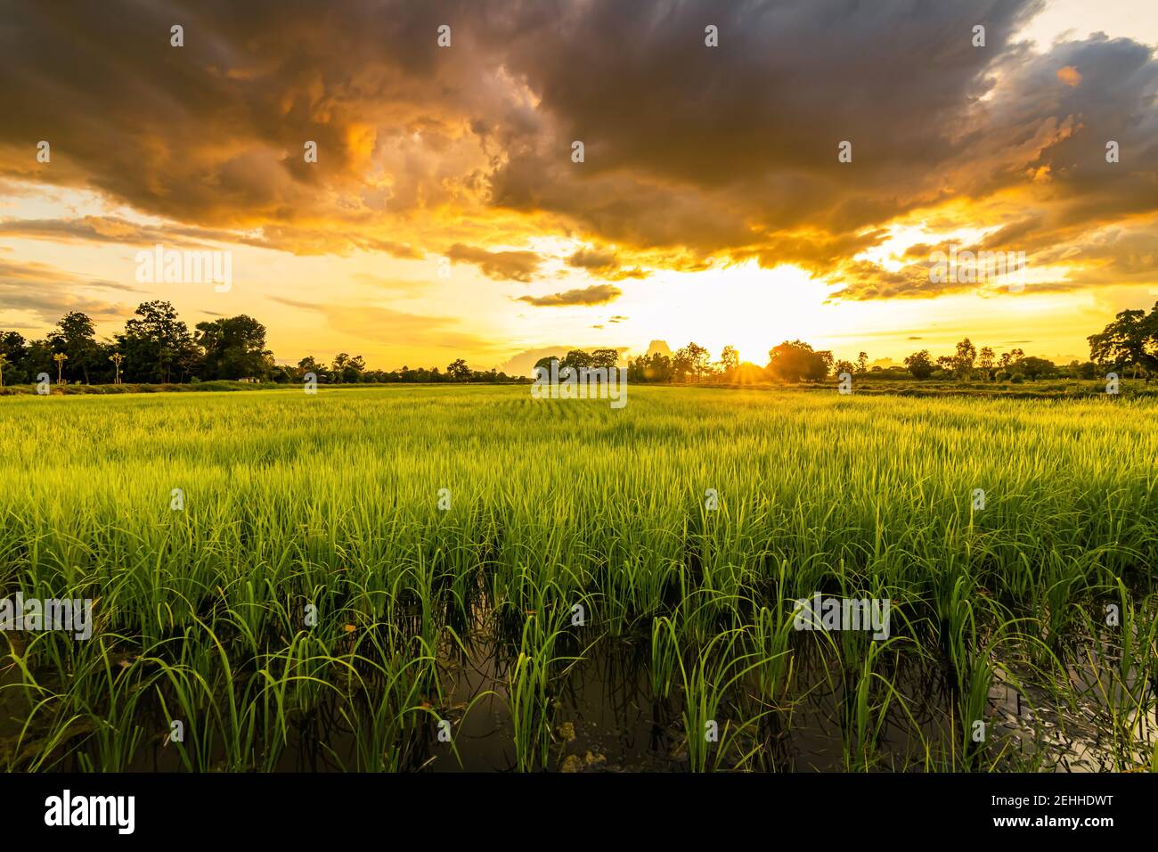 Green field and sunset with beautiful sky sunset. Landscape rice farm ...