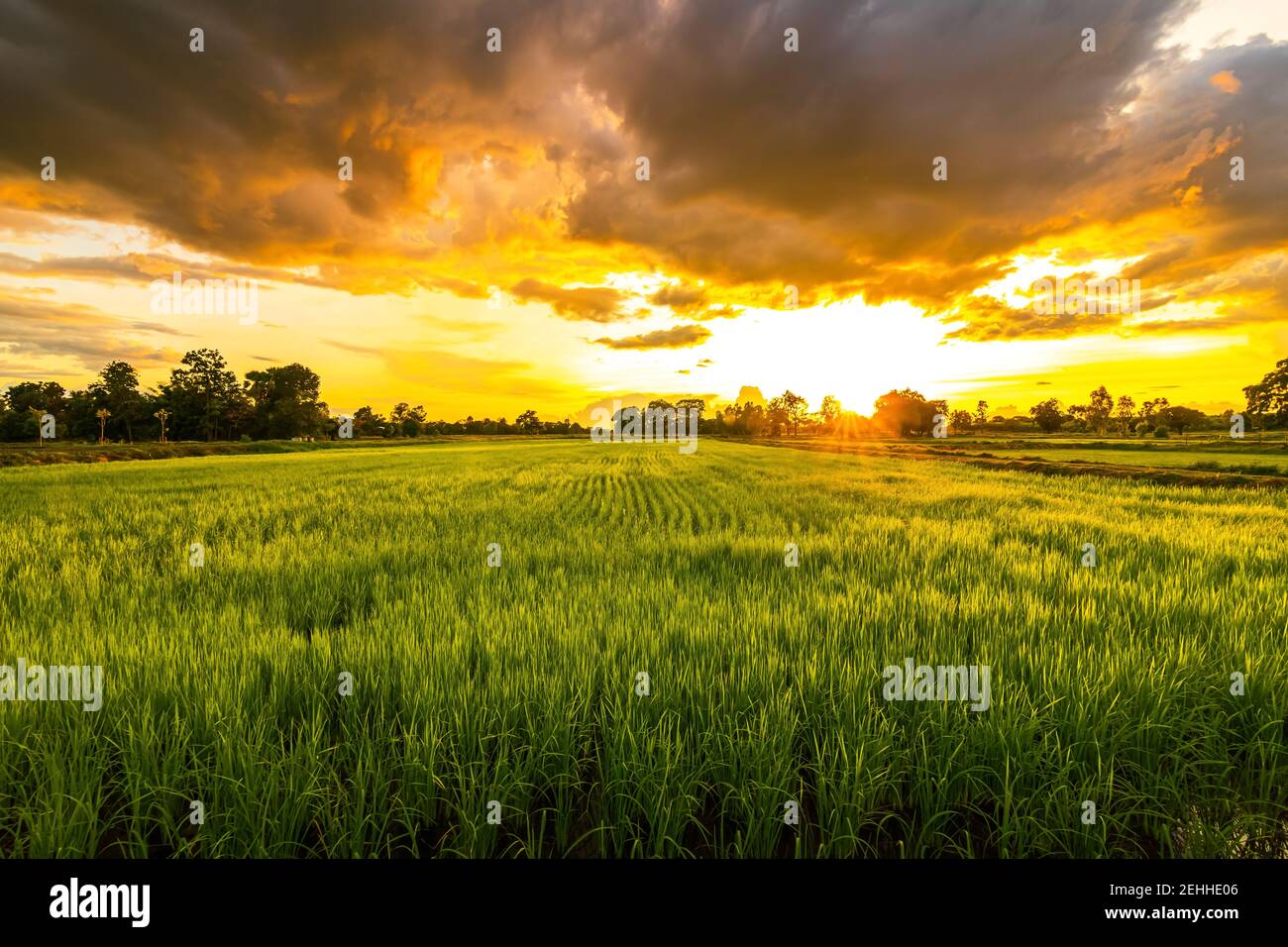 Green field and sunset with beautiful sky sunset. Landscape rice farm ...