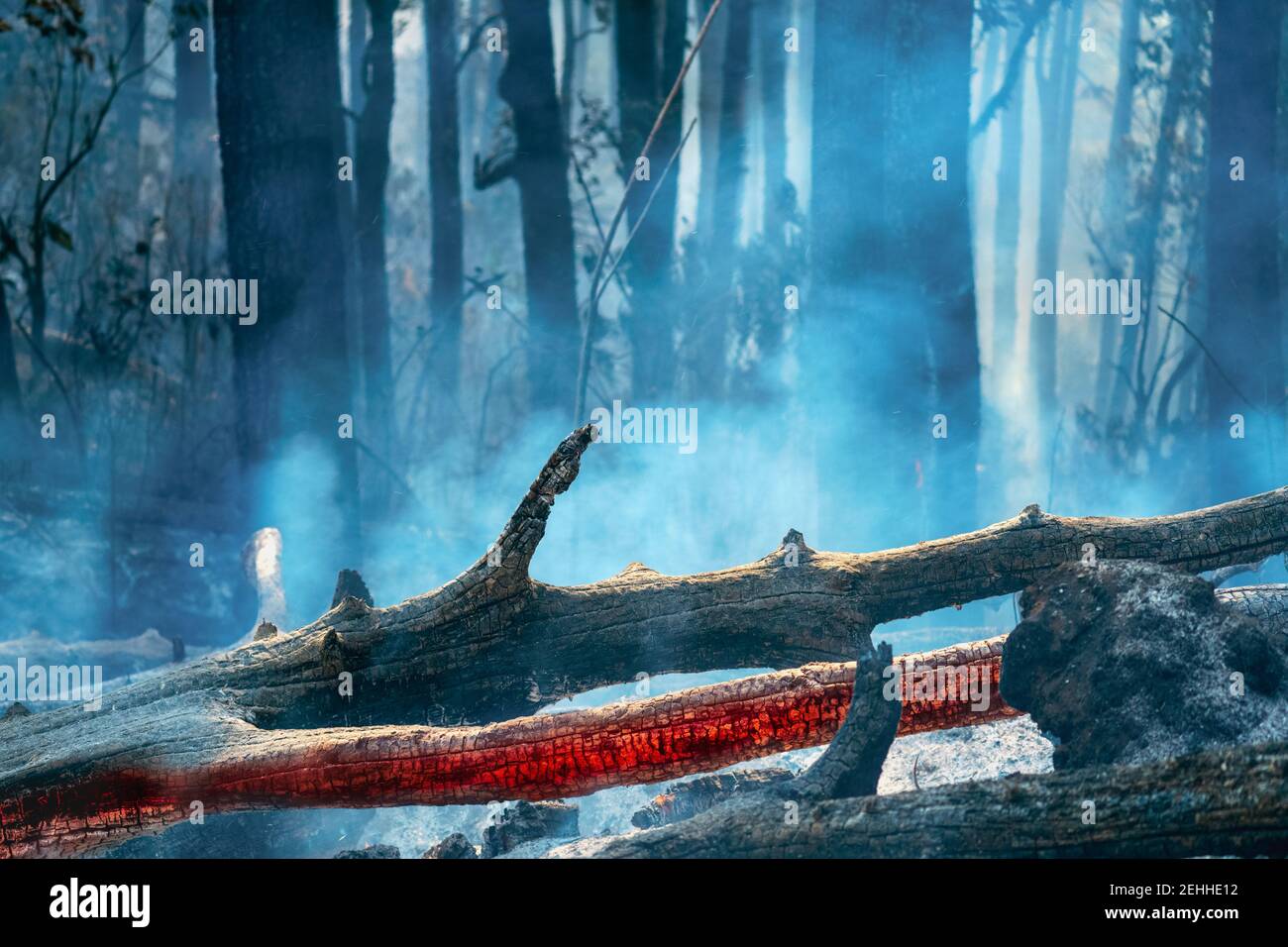 After rain forest fire disaster is burning caused by humans Stock Photo ...