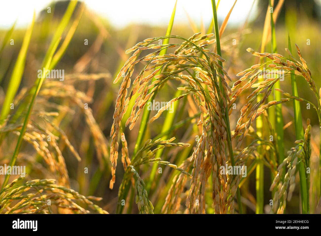 Agriculture golden rice field under blue sky at contryside. farm ...