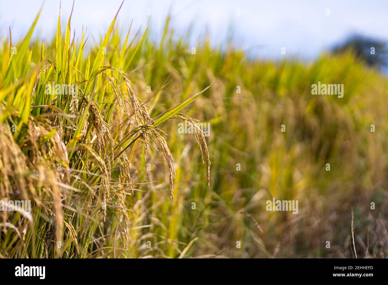 Agriculture golden rice field under blue sky at contryside. farm ...