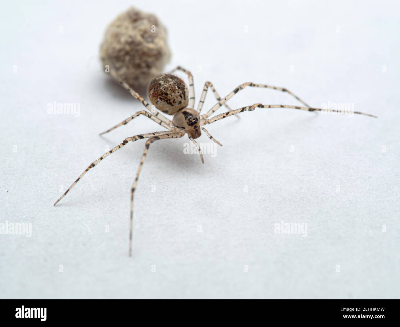 Theridiidae hi-res stock photography and images - Alamy