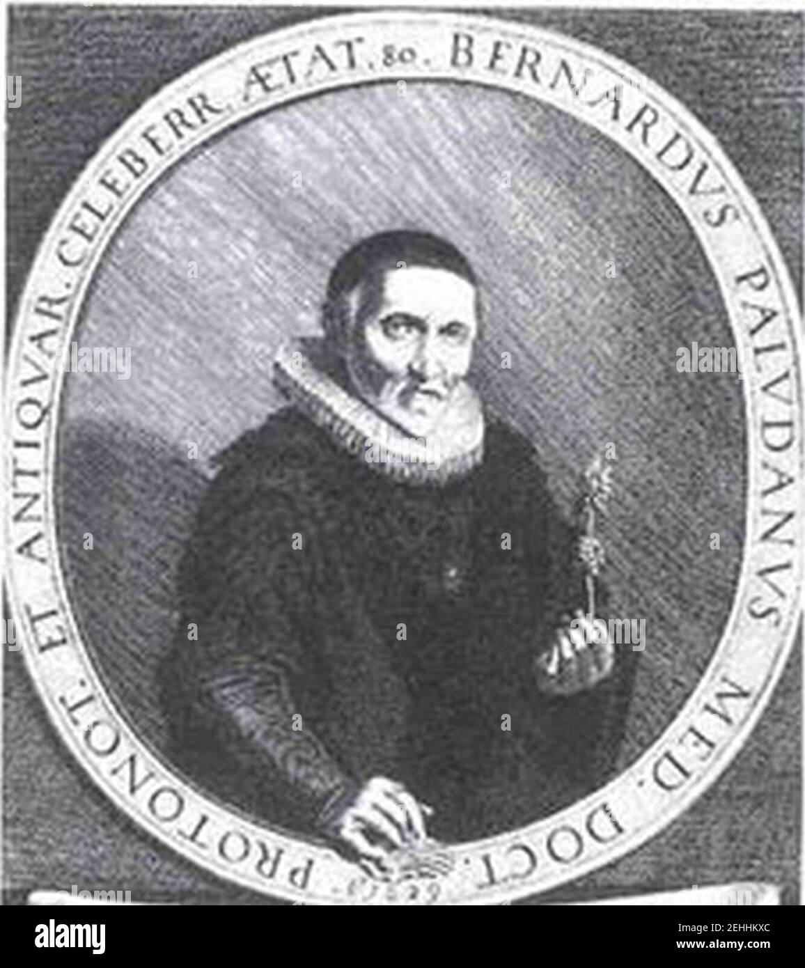 Paludanus hi-res stock photography and images - Alamy