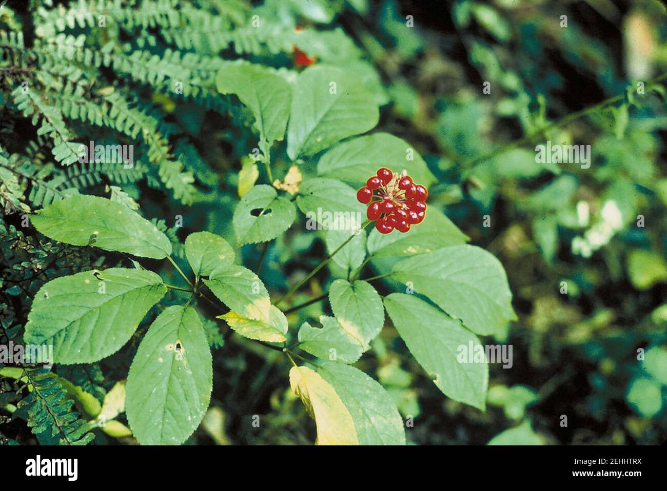 Panax hi-res stock photography and images - Alamy