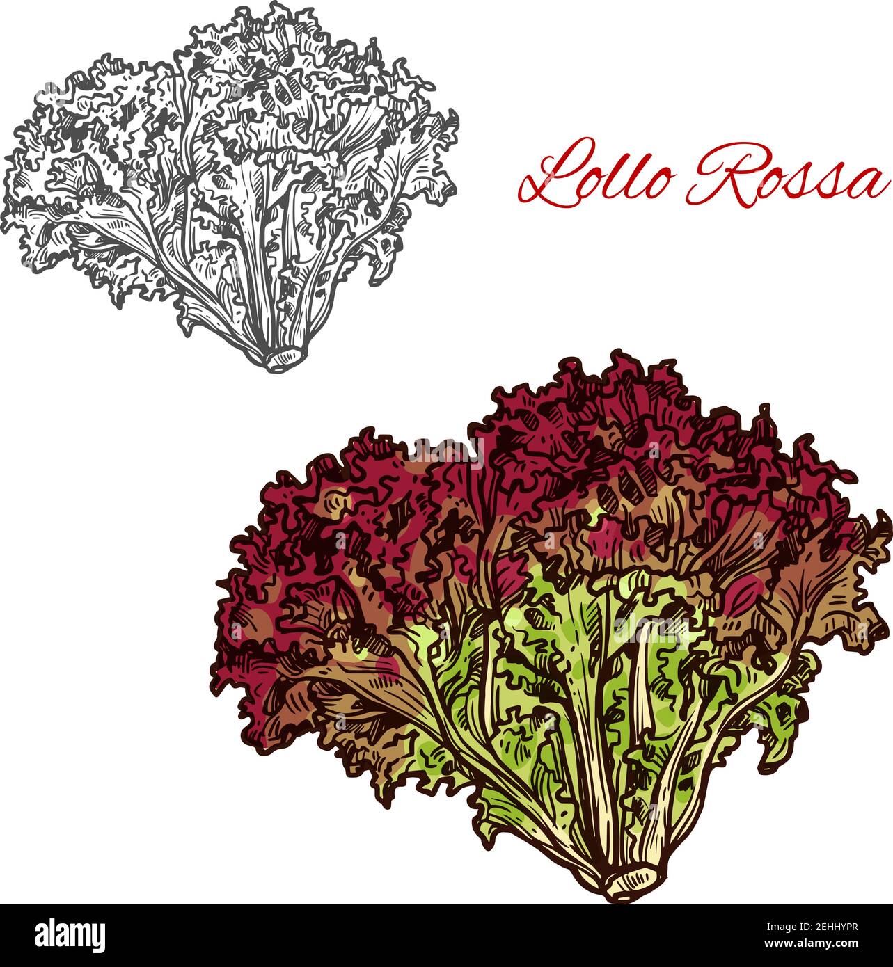 Frilly leaves Stock Vector Images - Alamy