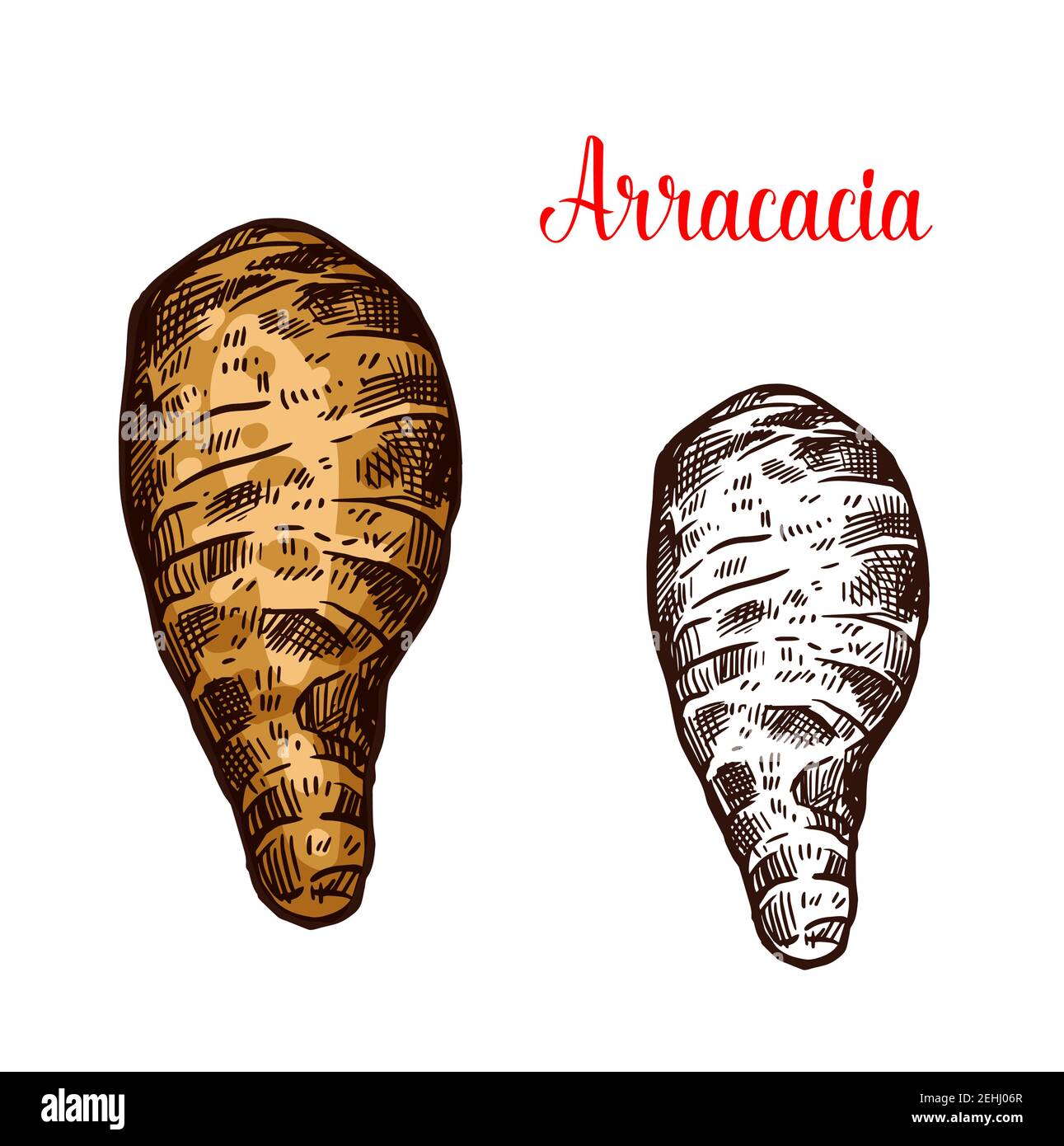 Arracacia Stock Vector Images - Alamy