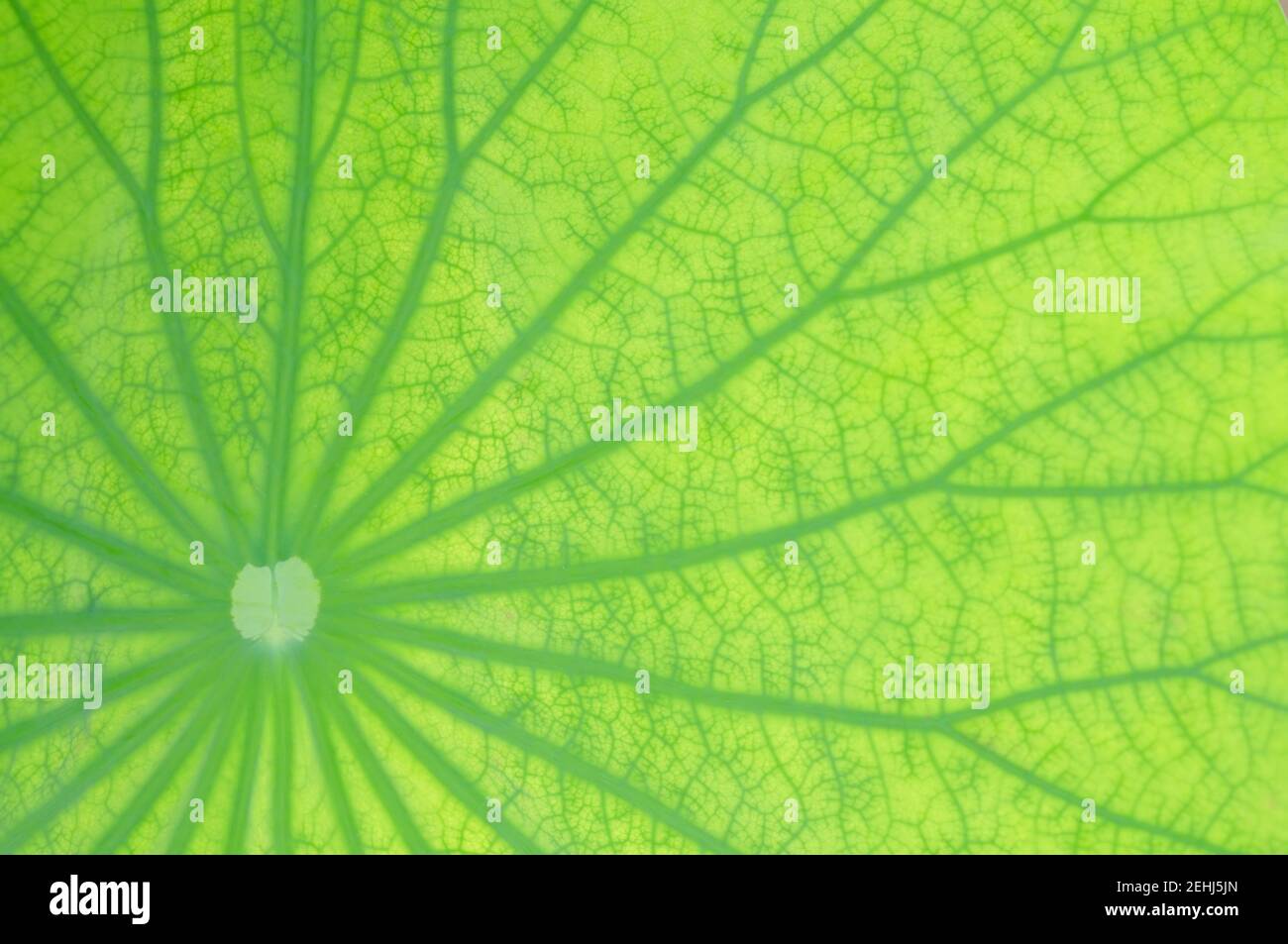 A lotus leaf hi-res stock photography and images - Alamy