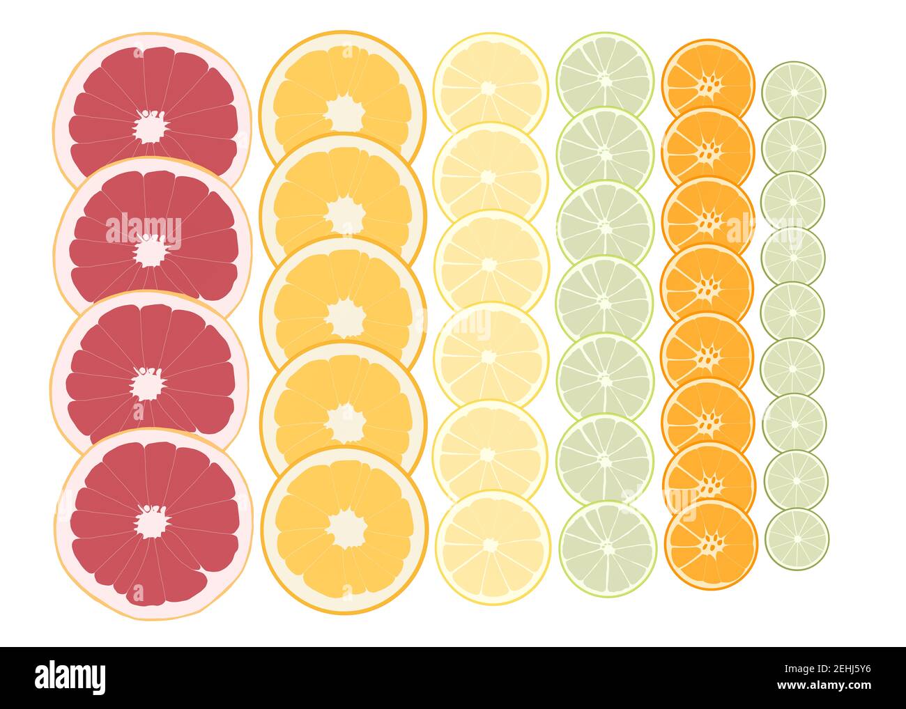 Illustration drawing of sliced citrus fruit. 4 Grapefruit, 5 naval ...