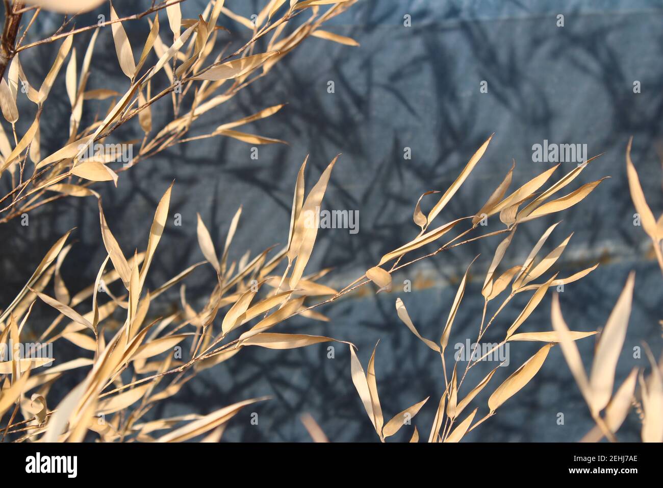 Golden dry winter bamboo against dark background Stock Photo - Alamy