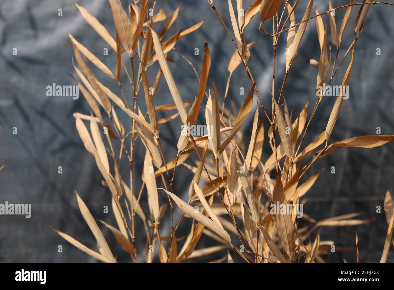 Golden dry winter bamboo against dark background Stock Photo - Alamy