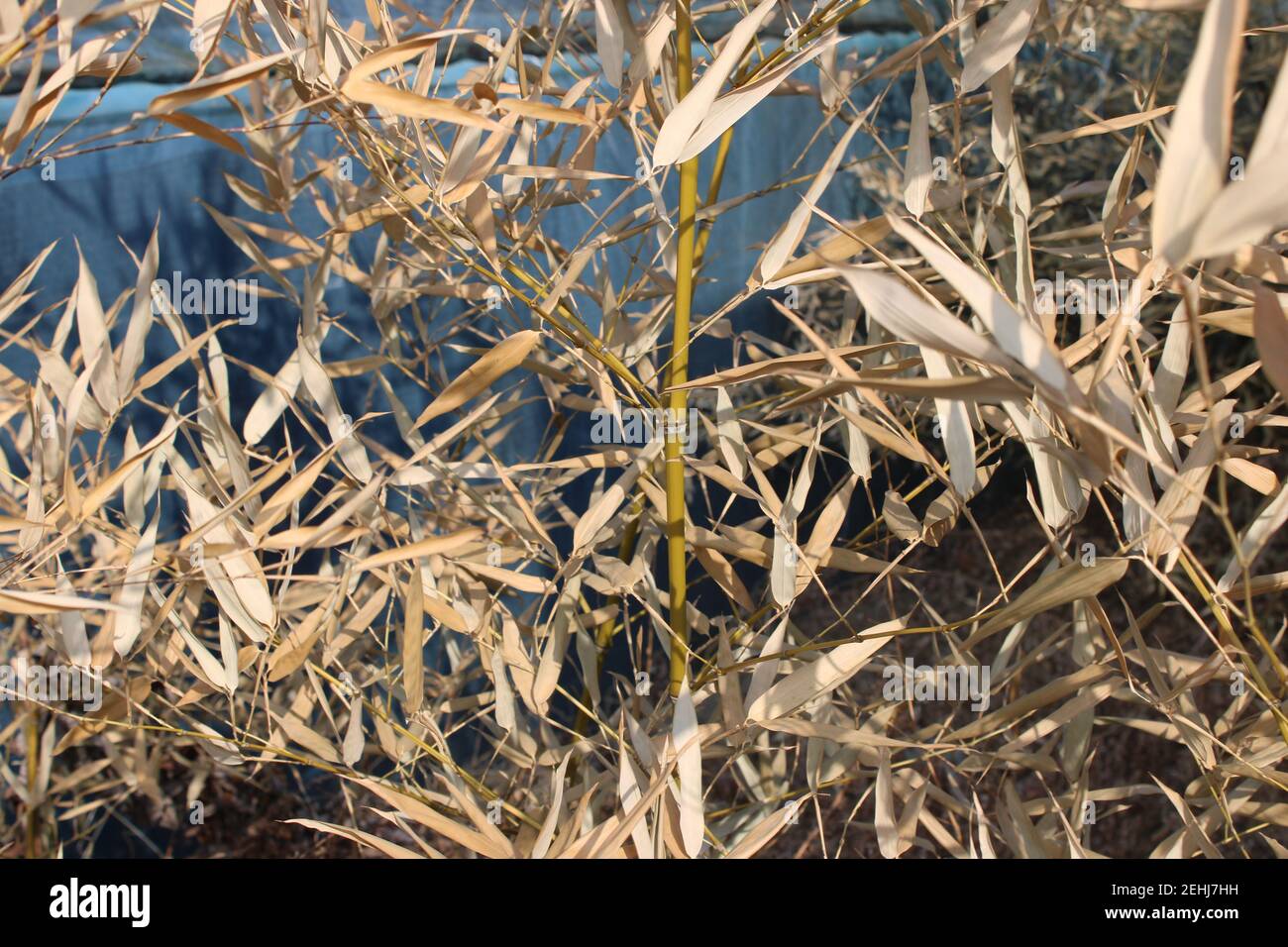 Golden dry winter bamboo against dark background Stock Photo - Alamy
