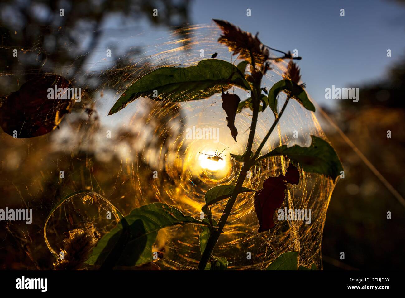 Spider on the spider web or cobweb and light of sunset Stock Photo - Alamy