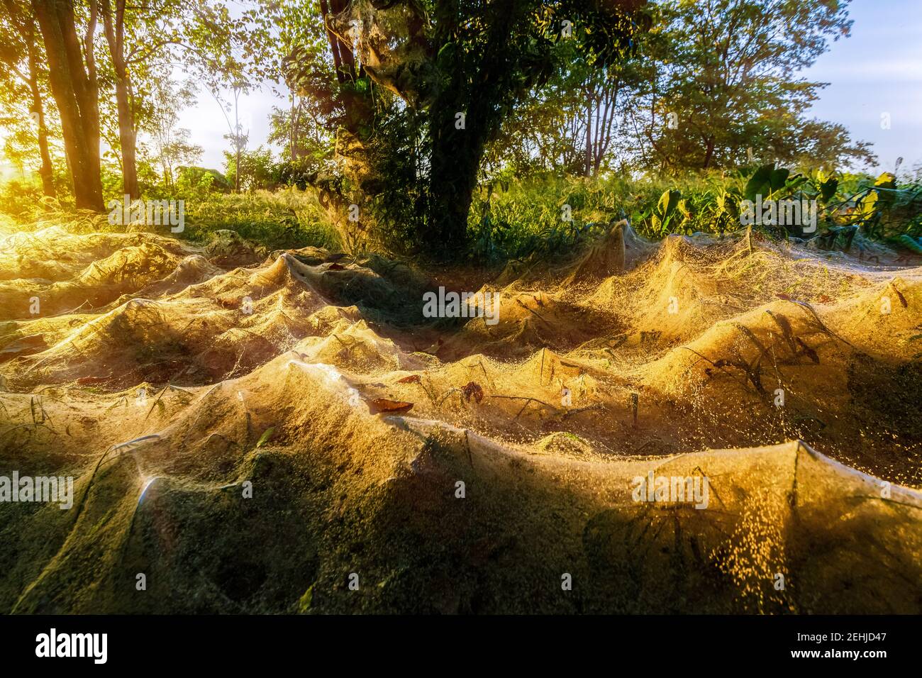 Big jawed spider hi-res stock photography and images - Alamy