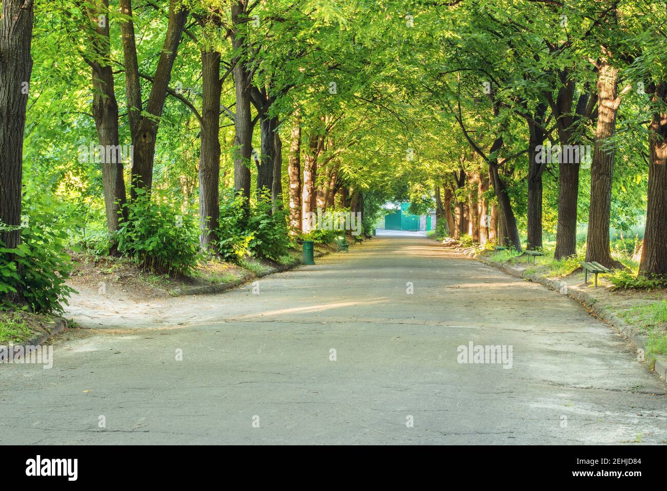 Oak alley in the botanical garden Stock Photo - Alamy