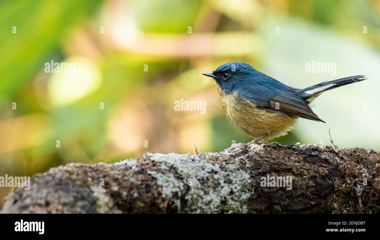 Slaty Blue High Resolution Stock Photography and Images - Alamy