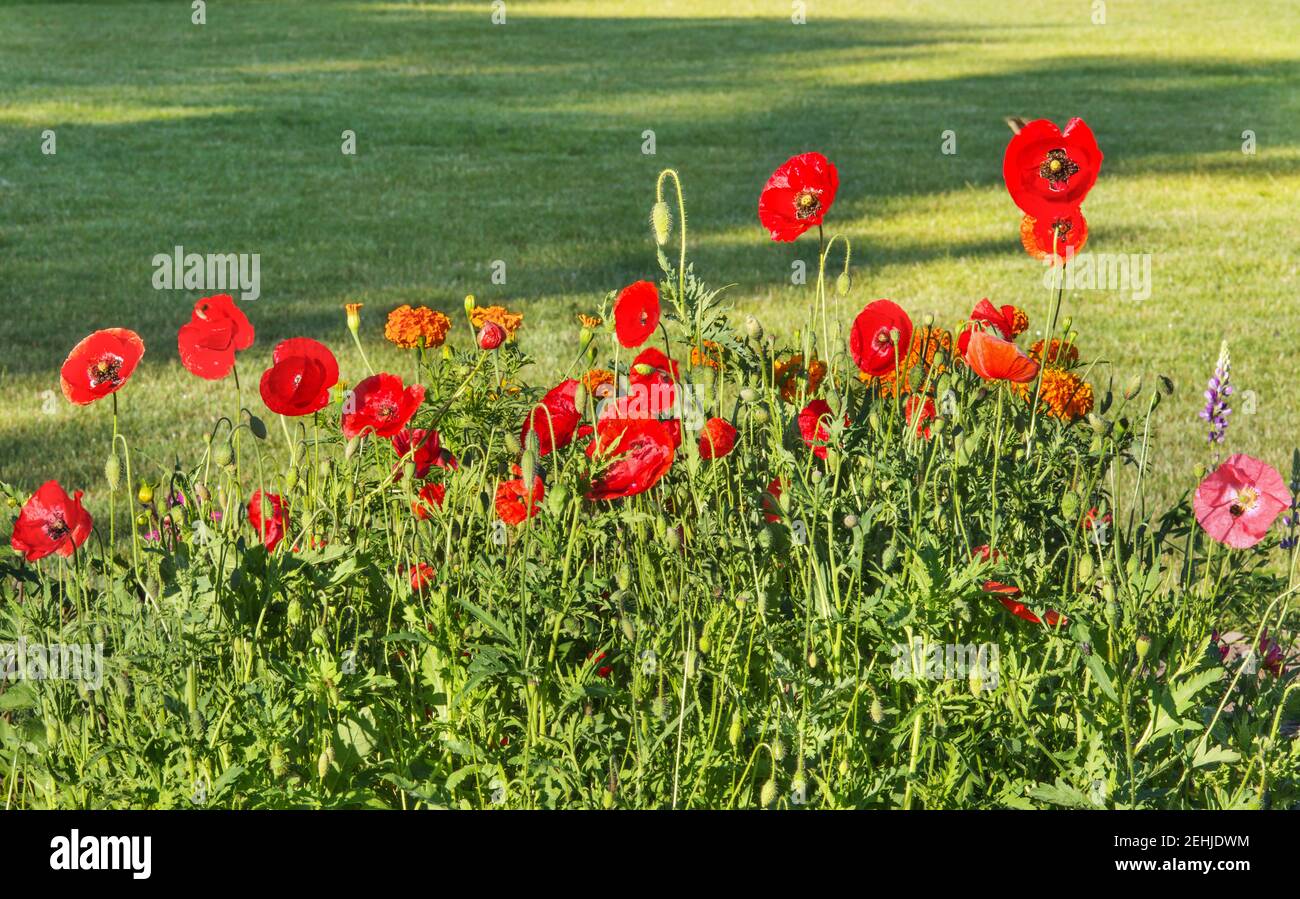 Beautiful poppies on a flower bed in the garden Stock Photo - Alamy