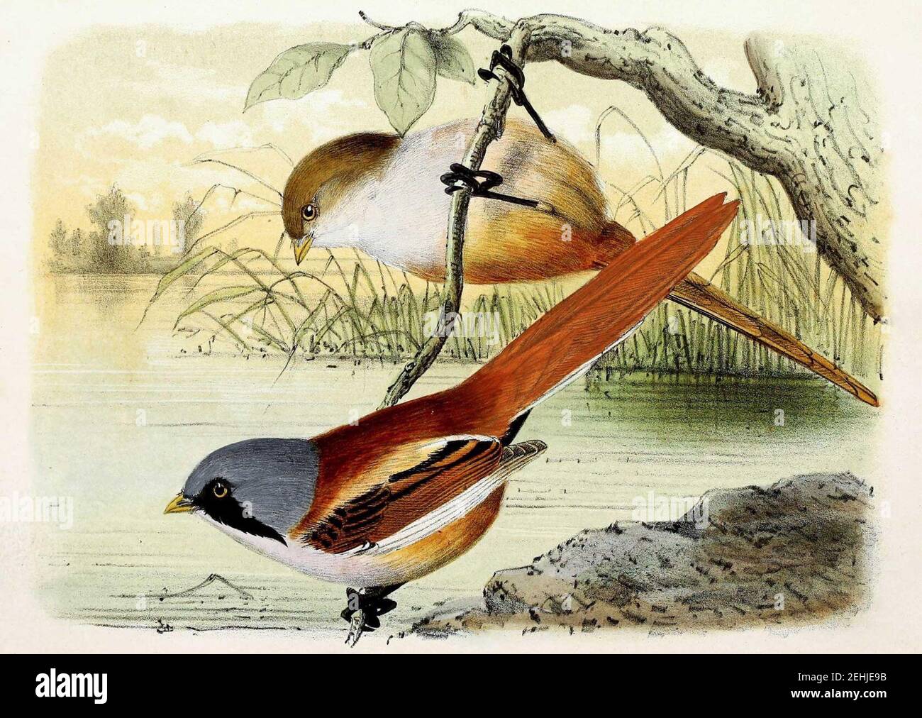 Panurus biarmicus 1869 Stock Photo - Alamy