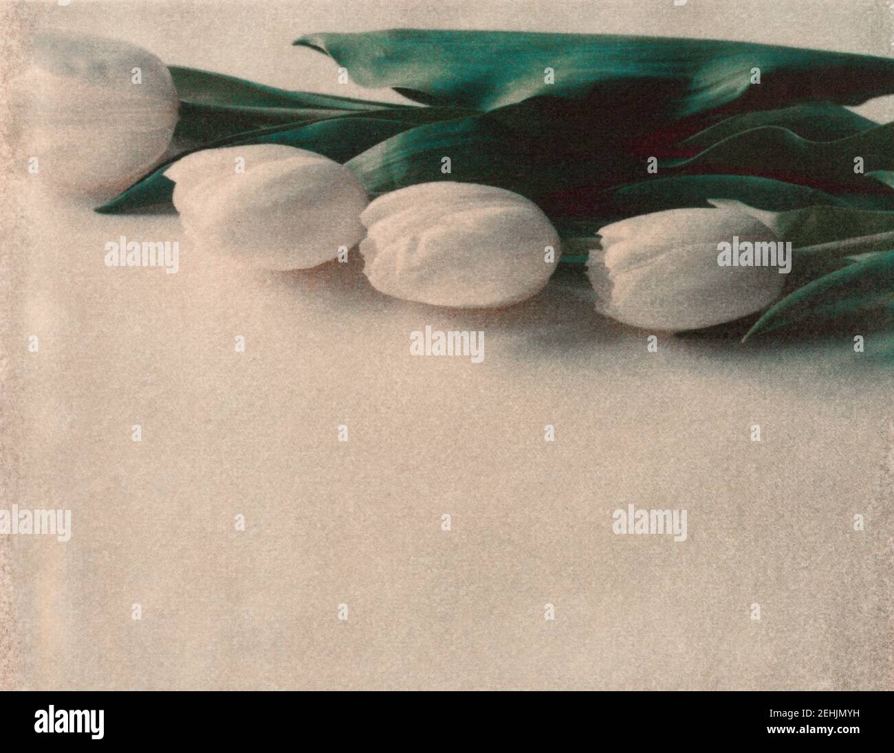 Polaroid emulsion transfer texture hi-res stock photography and images ...