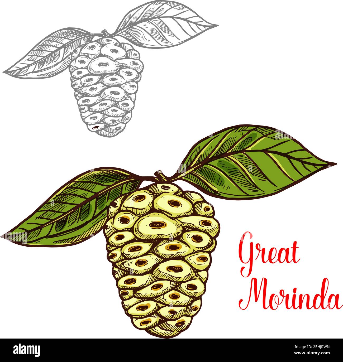 Noni vector vectors Cut Out Stock Images & Pictures - Alamy