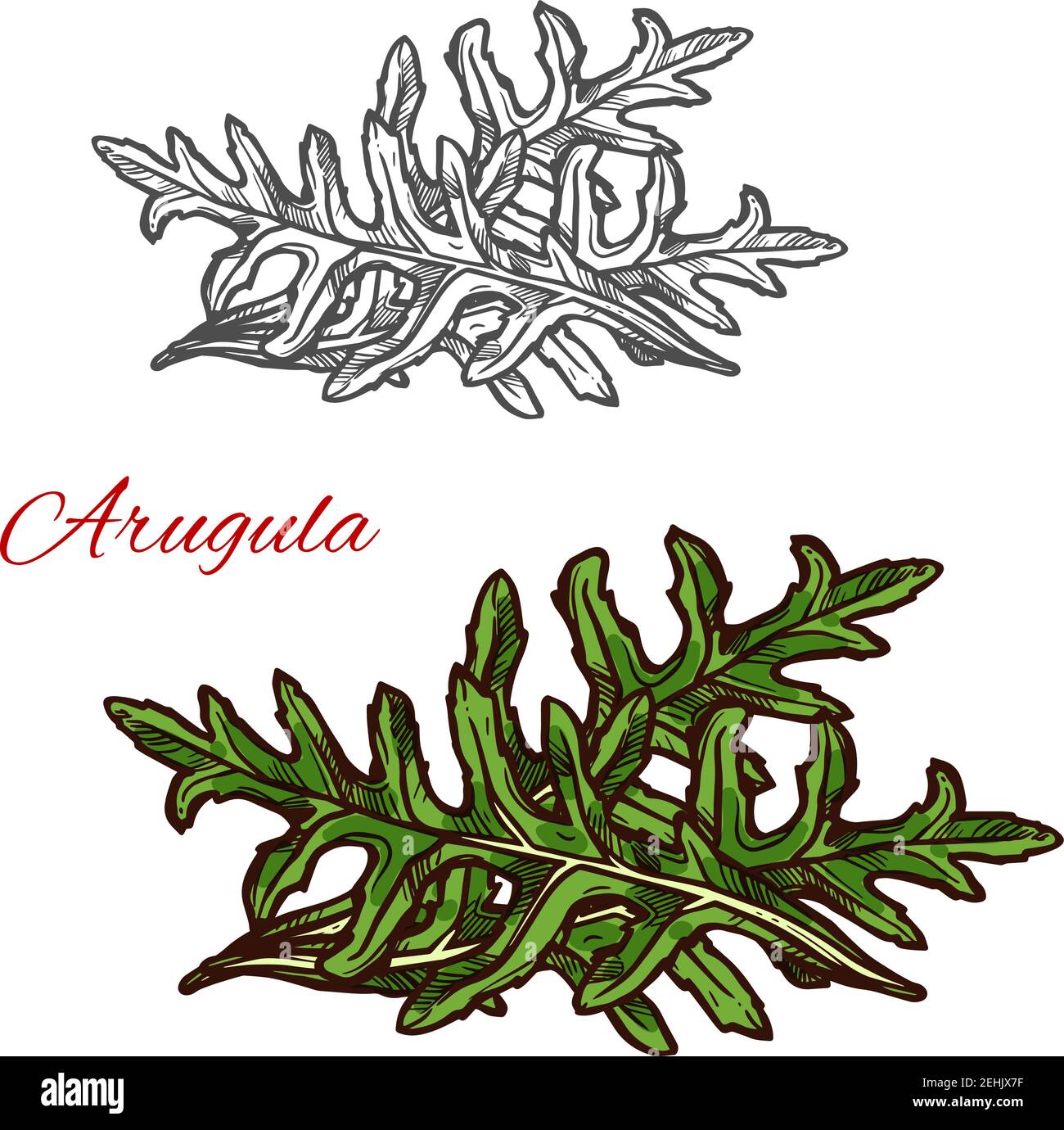 Arugula plant isolated sketch of green leaf vegetable. Fresh bunch of ...