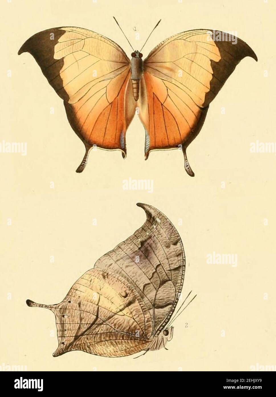 Paphia electra hi-res stock photography and images - Alamy