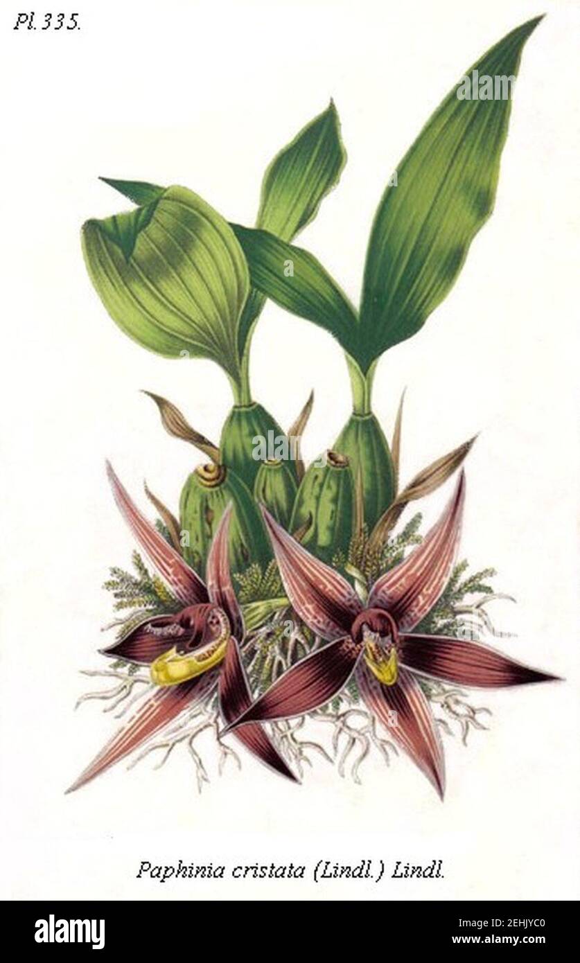 Paphinia cristata Guyane Stock Photo - Alamy