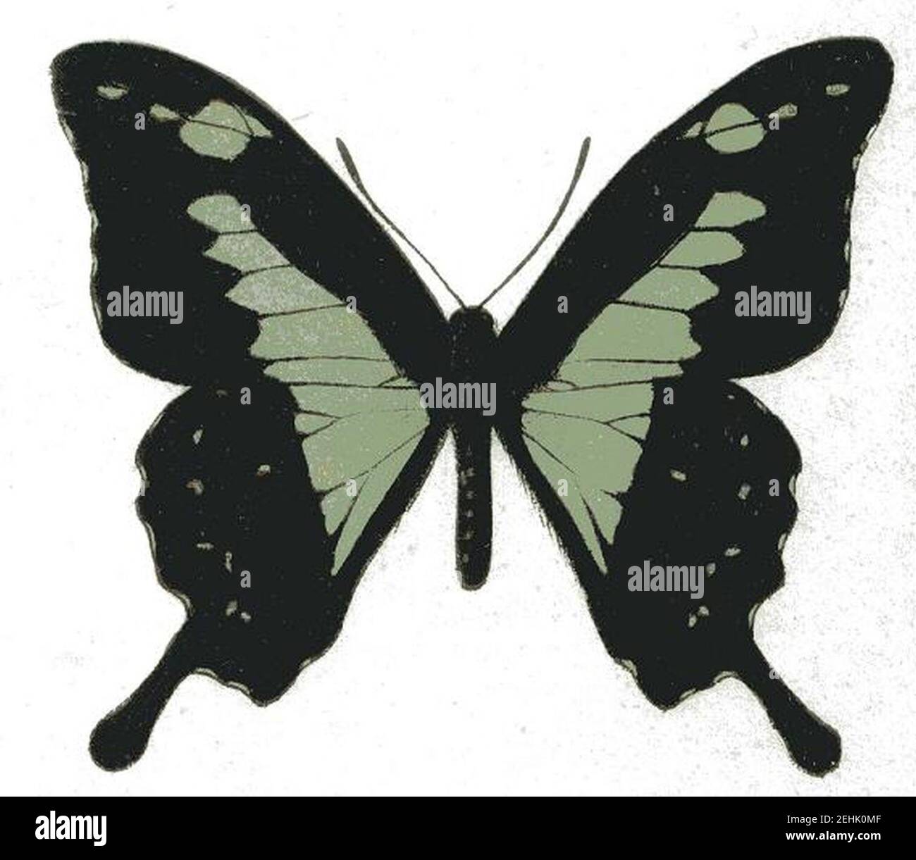 Papilio phorcas hi-res stock photography and images - Alamy