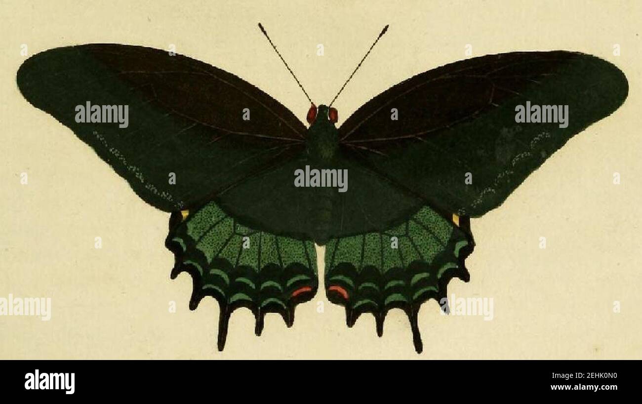 Papilio androgeus hi-res stock photography and images - Alamy