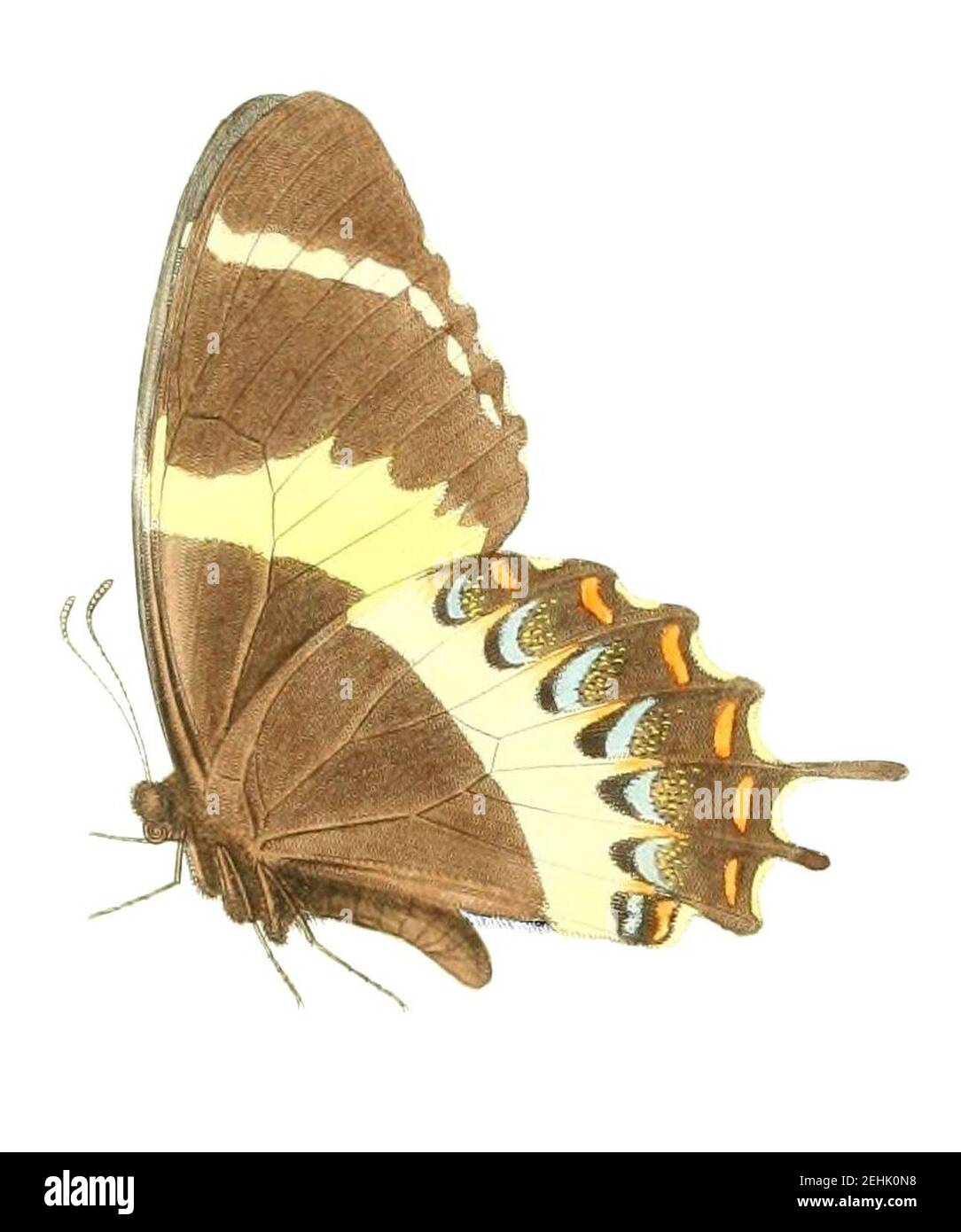 Papilio garamas abderus (2 - profile Stock Photo - Alamy