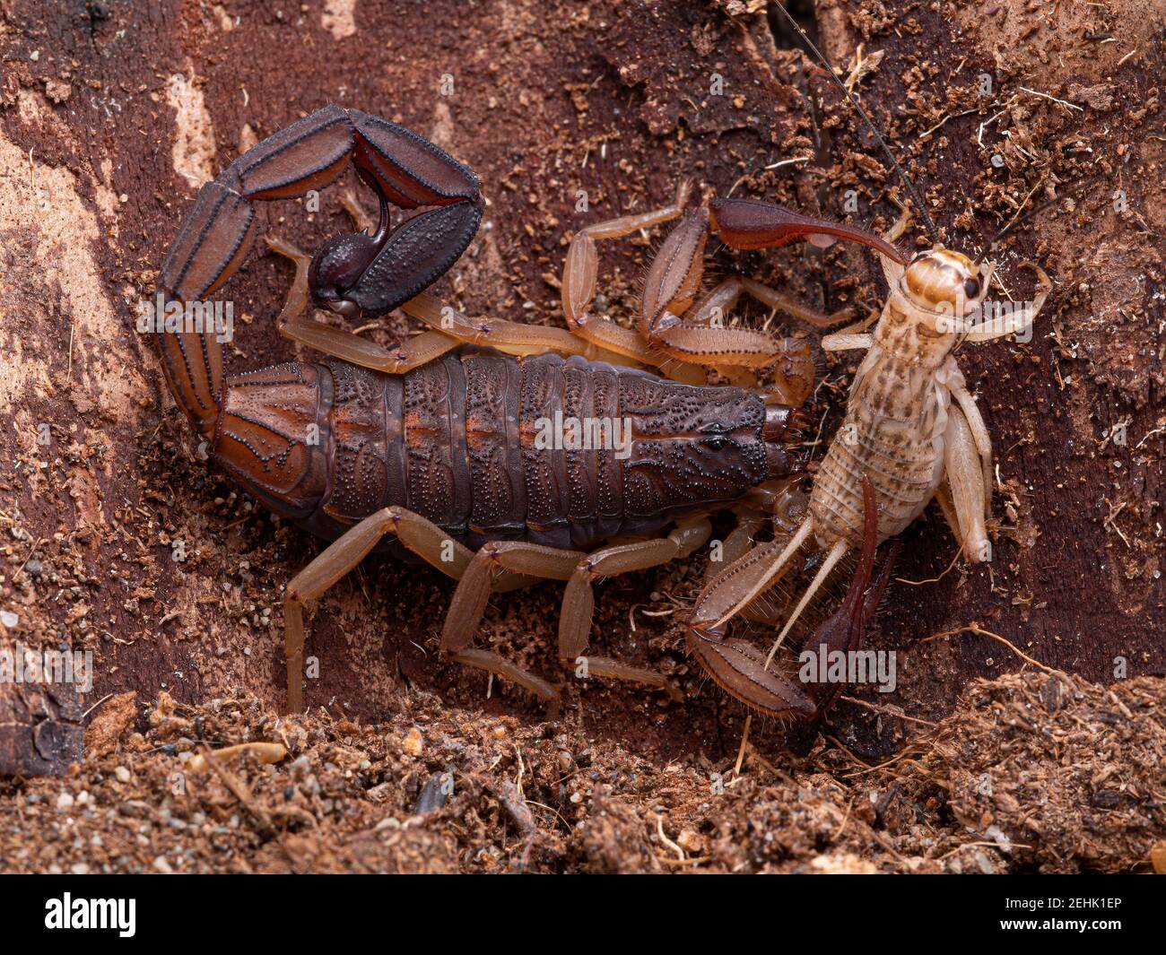 Central American bark Scorpion, Centruroides margaritatus, on bark ...