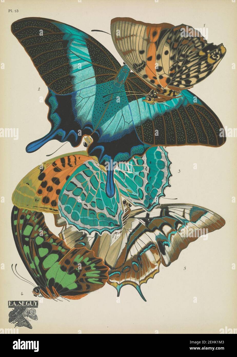 Papillons (Pl. 13 Stock Photo - Alamy