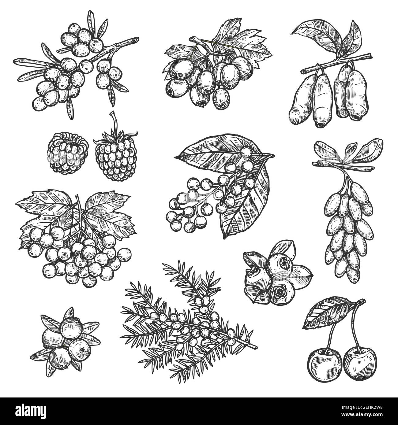 Sea buckthorn fruits nature Stock Vector Images - Alamy