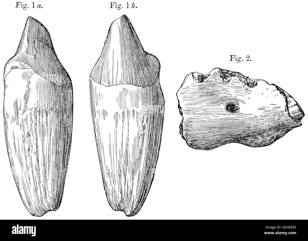 Paraceratherium hi-res stock photography and images - Alamy