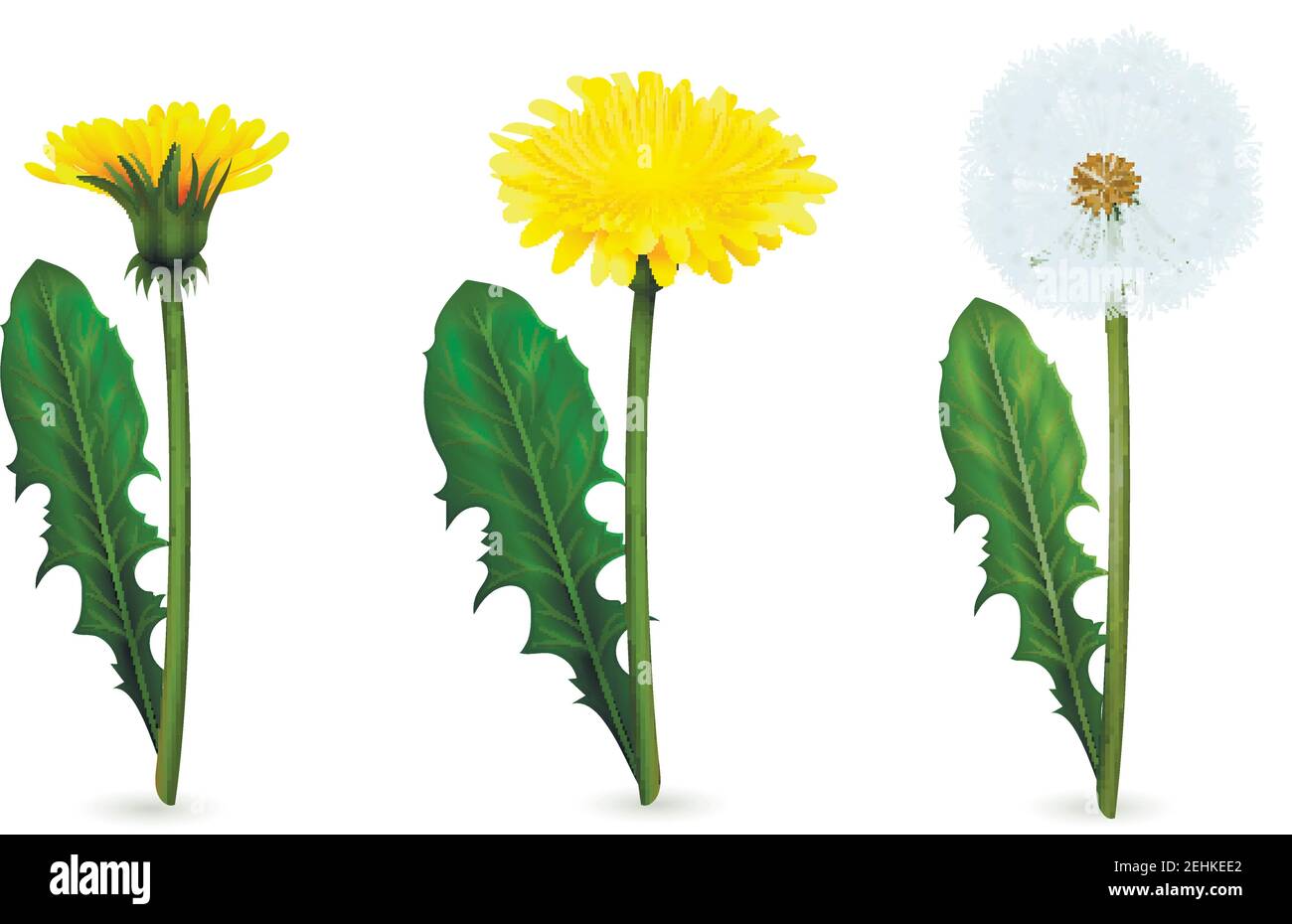 Different stages of flowering Stock Vector Images - Alamy