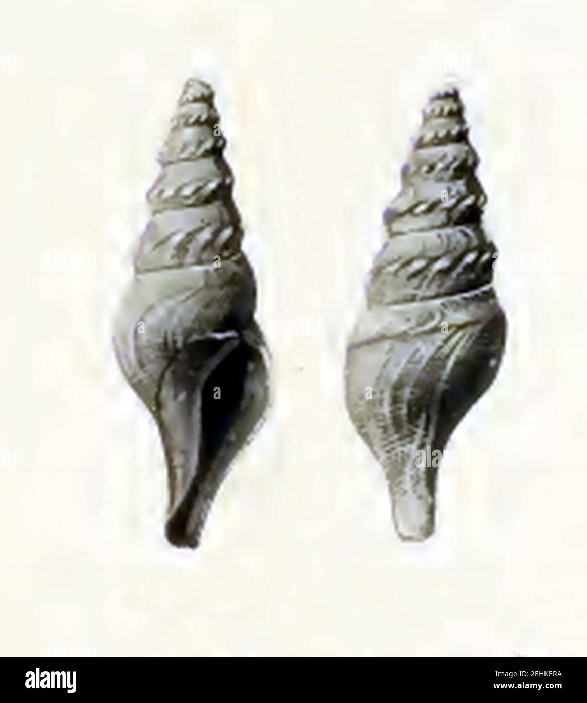 Undosa hi-res stock photography and images - Alamy