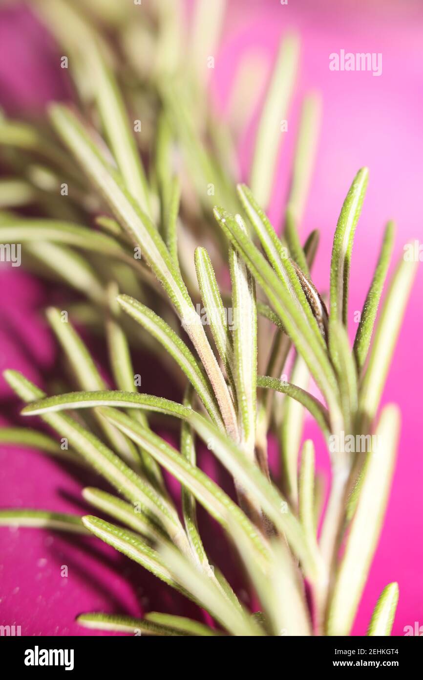 Rosemary flower macro Rosmarinus officinalis leaves close up family ...