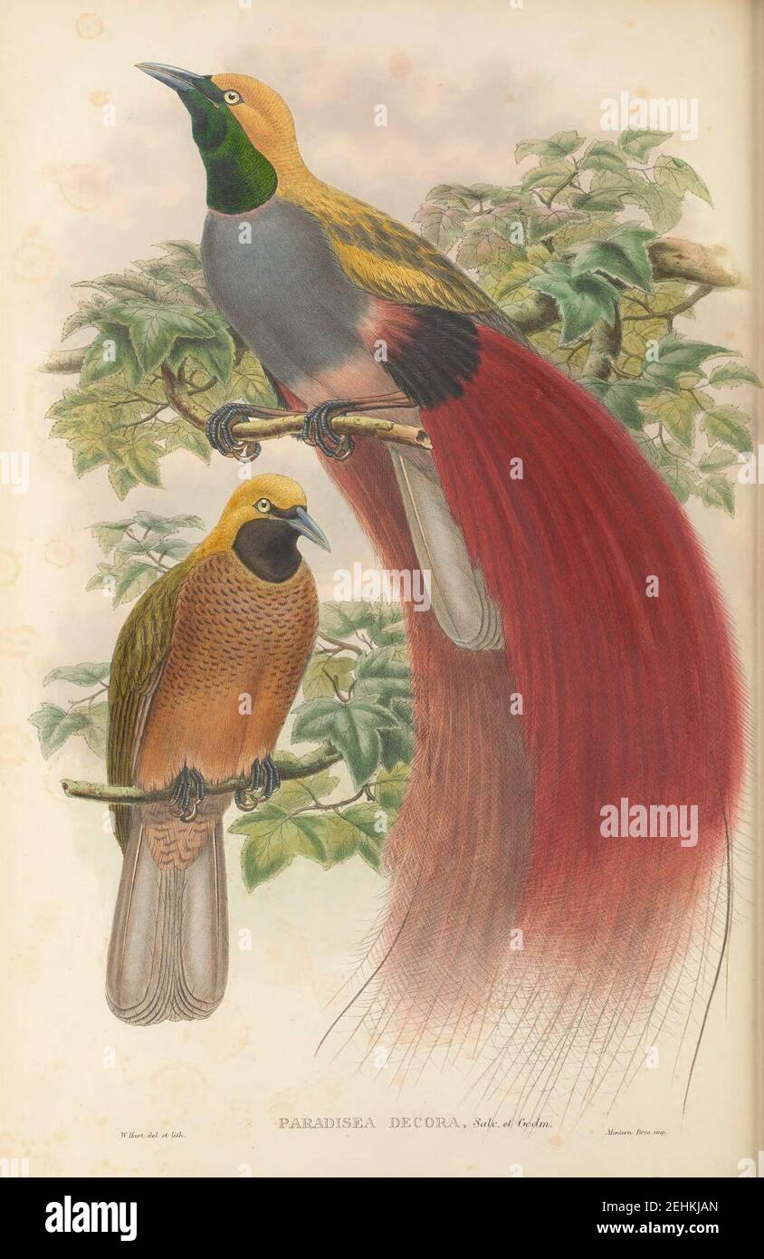 Paradisaea decora - The Birds of New Guinea Stock Photo - Alamy