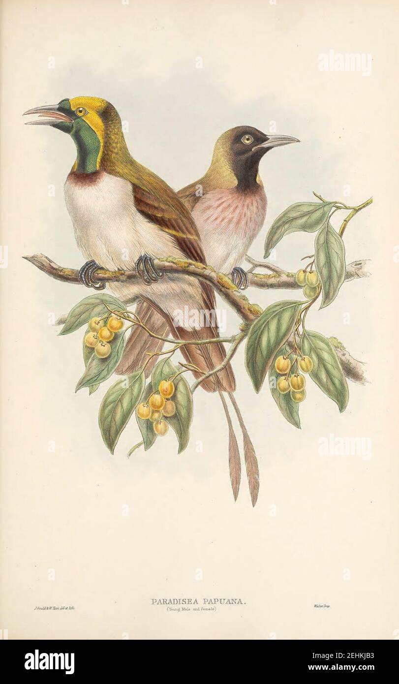 Paradisaea papuana - The Birds of New Guinea (2 Stock Photo - Alamy
